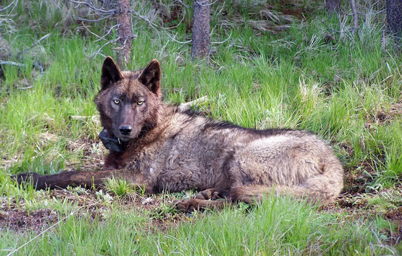 Wallpaper nature, face, animal, wolf, wildlife, head, fur, mammal for ...