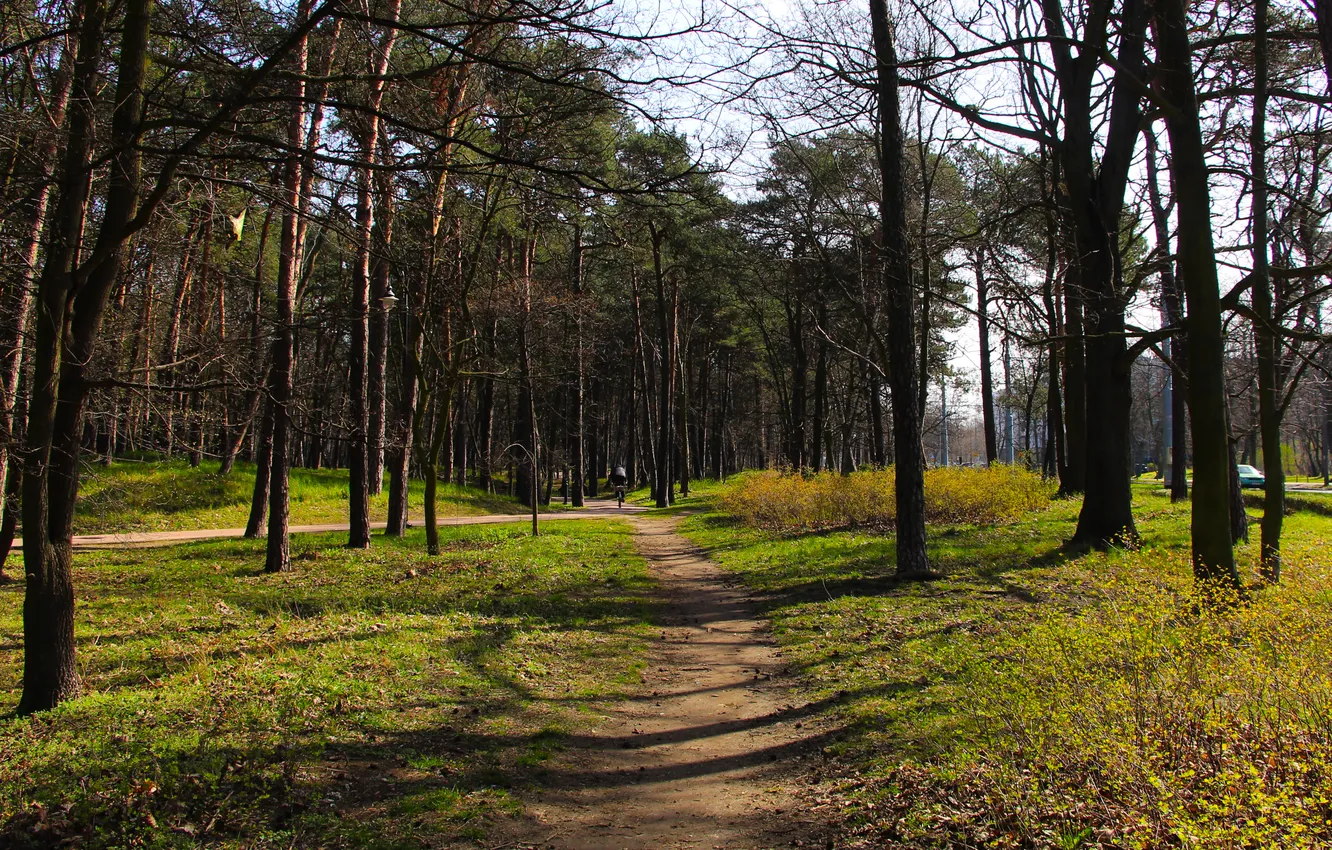 Wallpaper forest, park, tree, alley for mobile and desktop, section ...