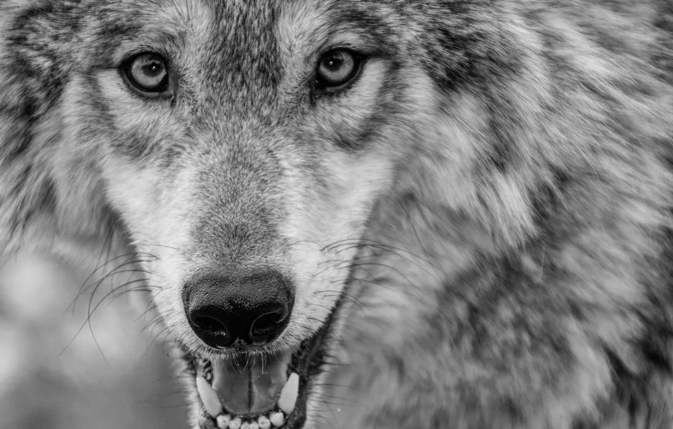 Wallpaper fantasy, nature, art, snow, predator, face, animal, wolf for ...