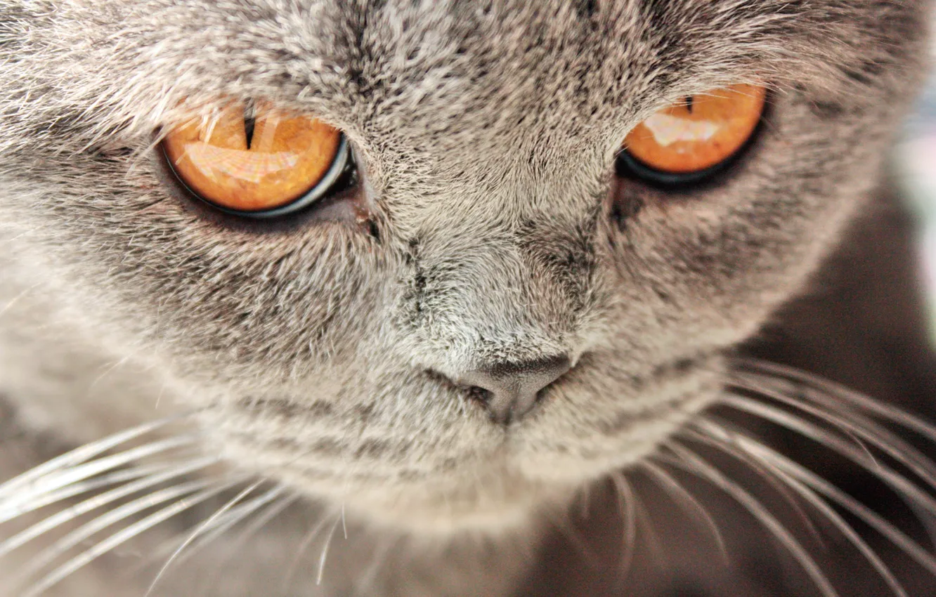 Wallpaper Look, Cat, Cat, Macro for mobile and desktop, section кошки ...