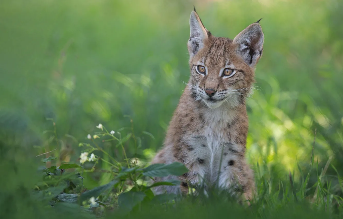 Wallpaper grass, glade, lynx, sitting, a small lynx for mobile and ...