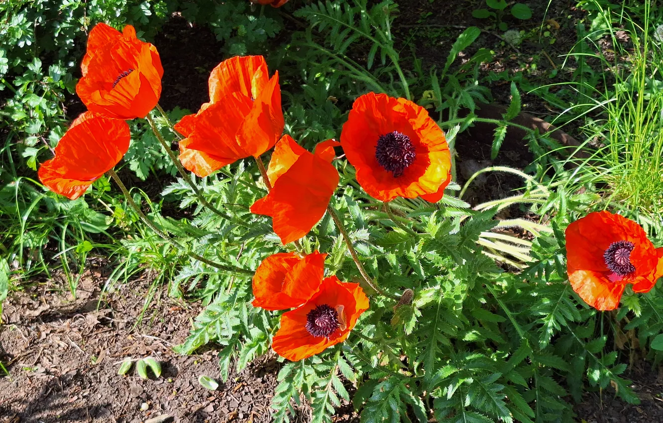 Wallpaper Maki, Flowers, Red, Spring for mobile and desktop, section ...