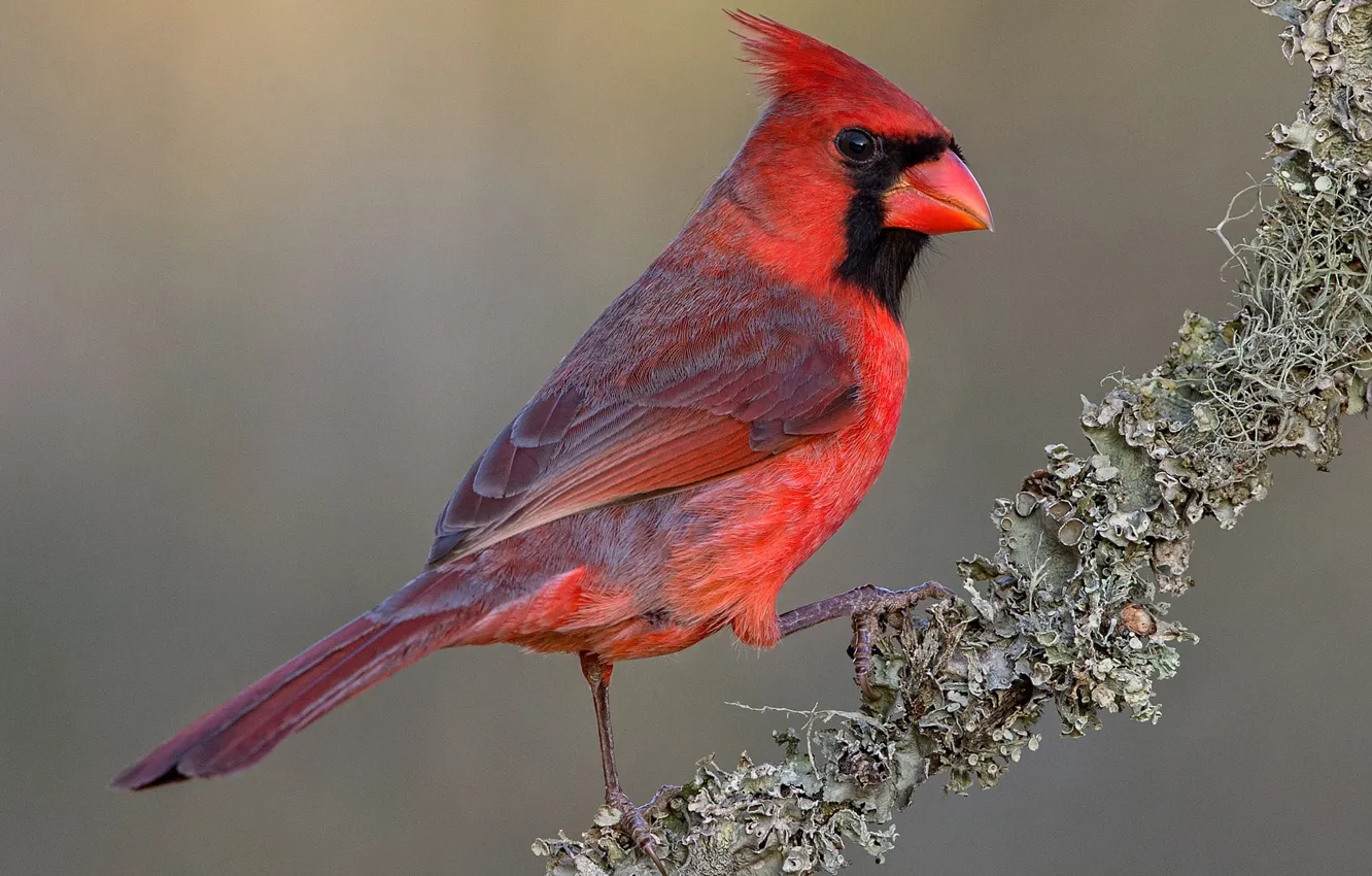 Wallpaper bird, branch, beak, red cardinal for mobile and desktop ...