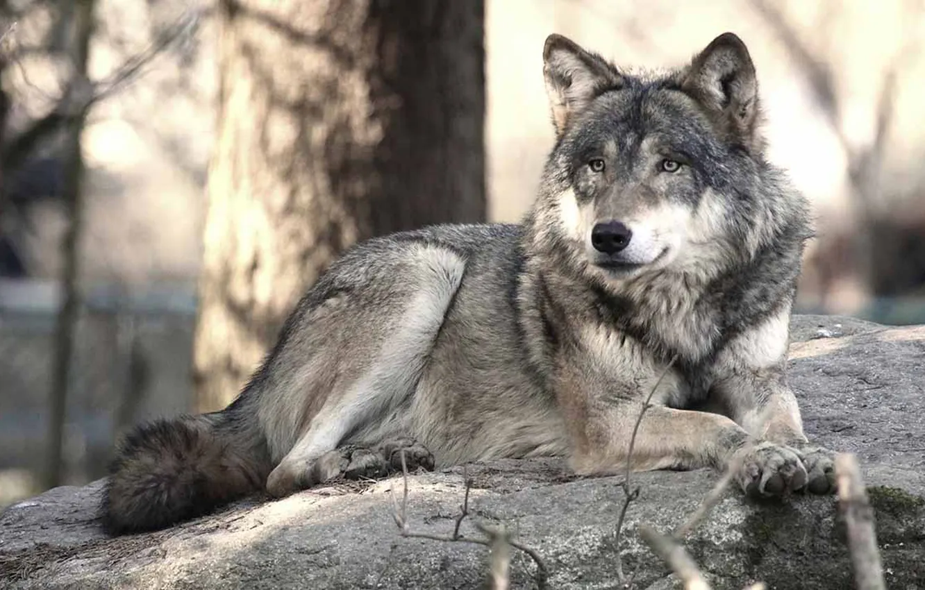 Wallpaper nature, Gray Wolf, face, animal, wolf, canis lupus, wildlife, head for mobile and ...