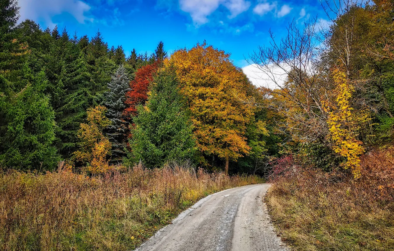 Wallpaper road, autumn, forest for mobile and desktop, section природа ...