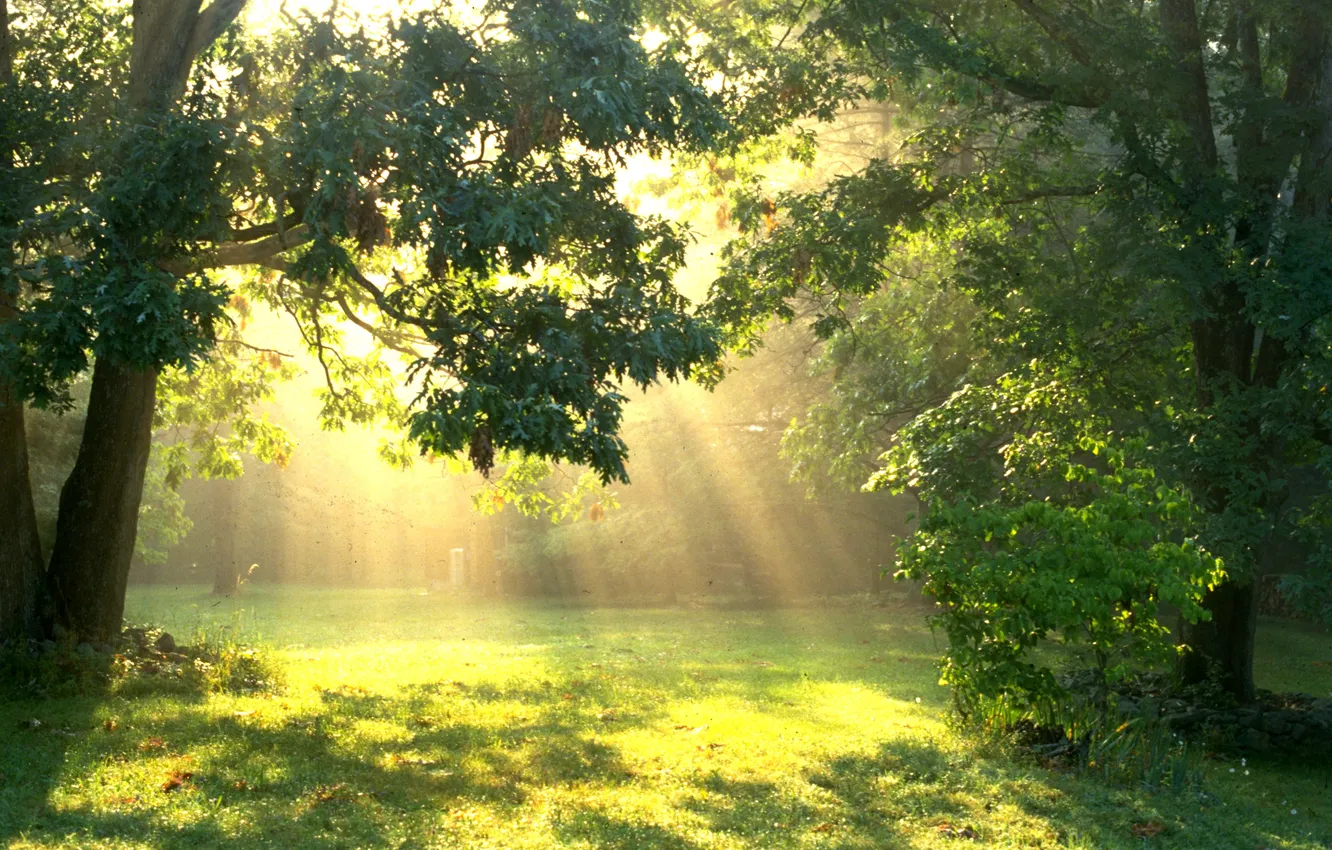 Wallpaper forest, grass, trees, landscape, nature, glade, plant, grass ...