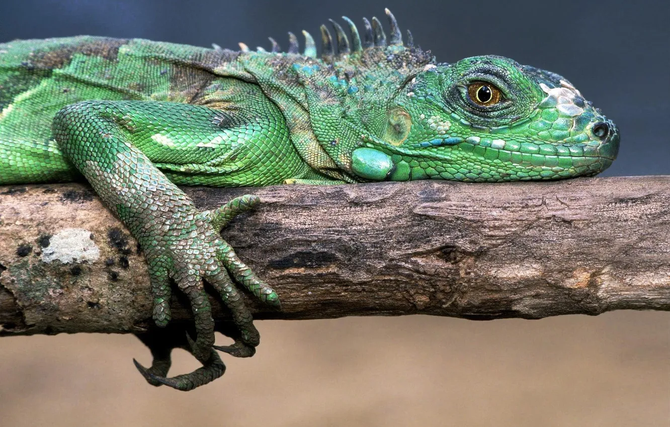 Wallpaper branches, stay, lizard, eguana for mobile and desktop ...