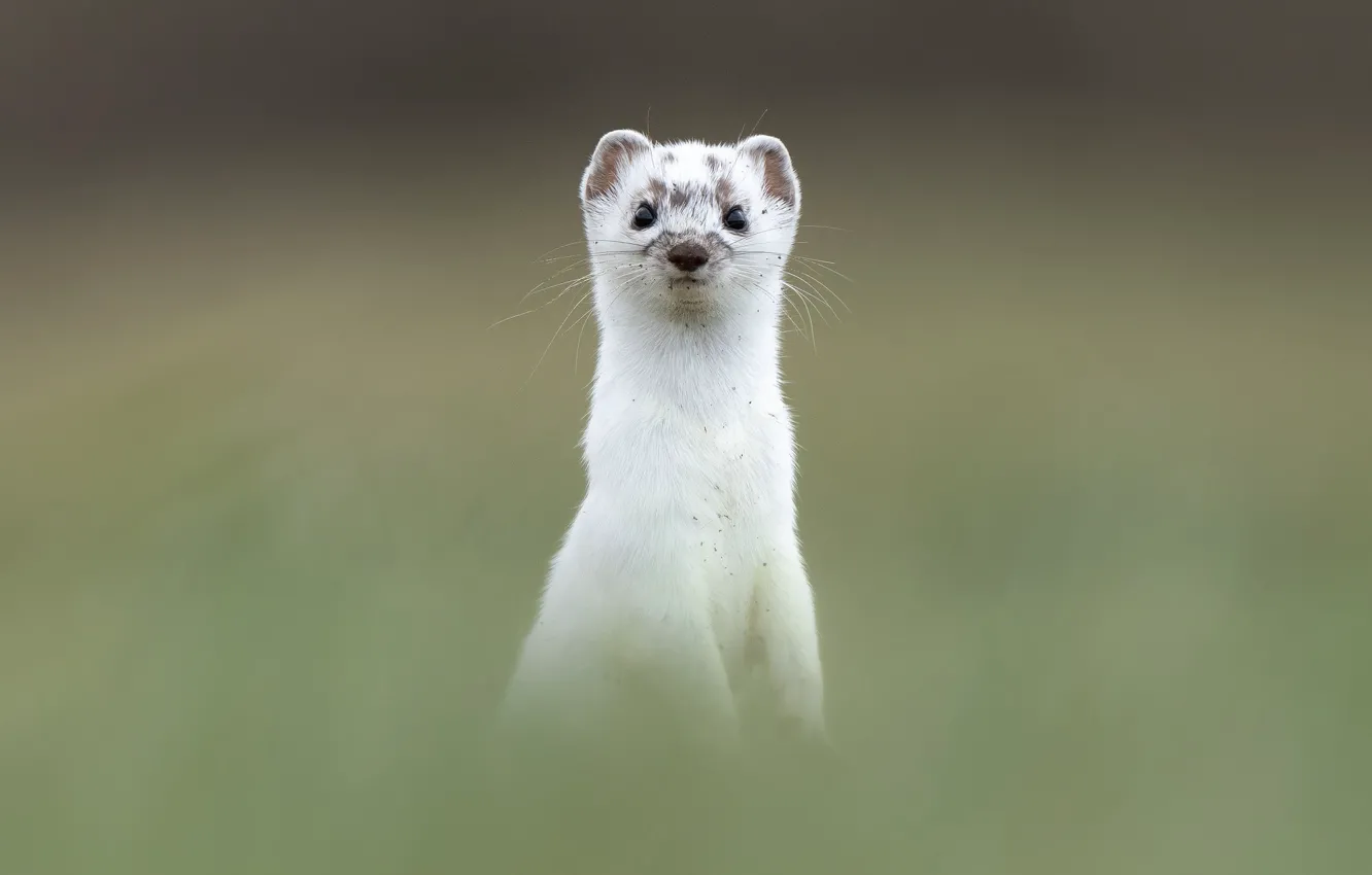 Wallpaper weasel, stand, animal, ermine for mobile and desktop, section ...