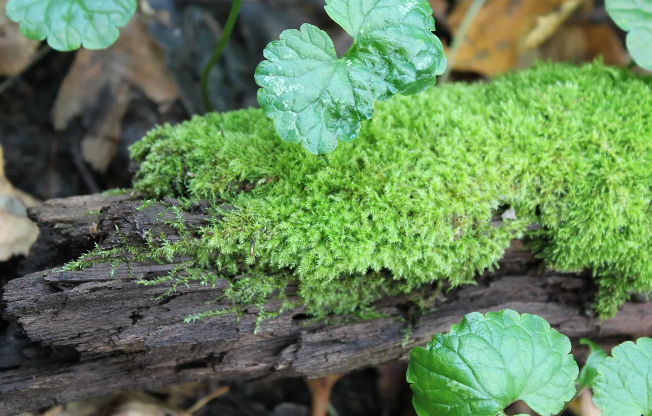 Wallpaper forest, macro, moss for mobile and desktop, section природа ...