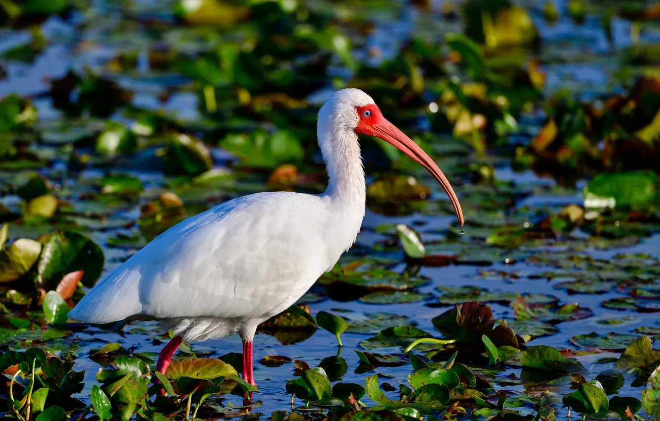Wallpaper white, leaves, lake, pond, bird, pond, IBIS for mobile and ...