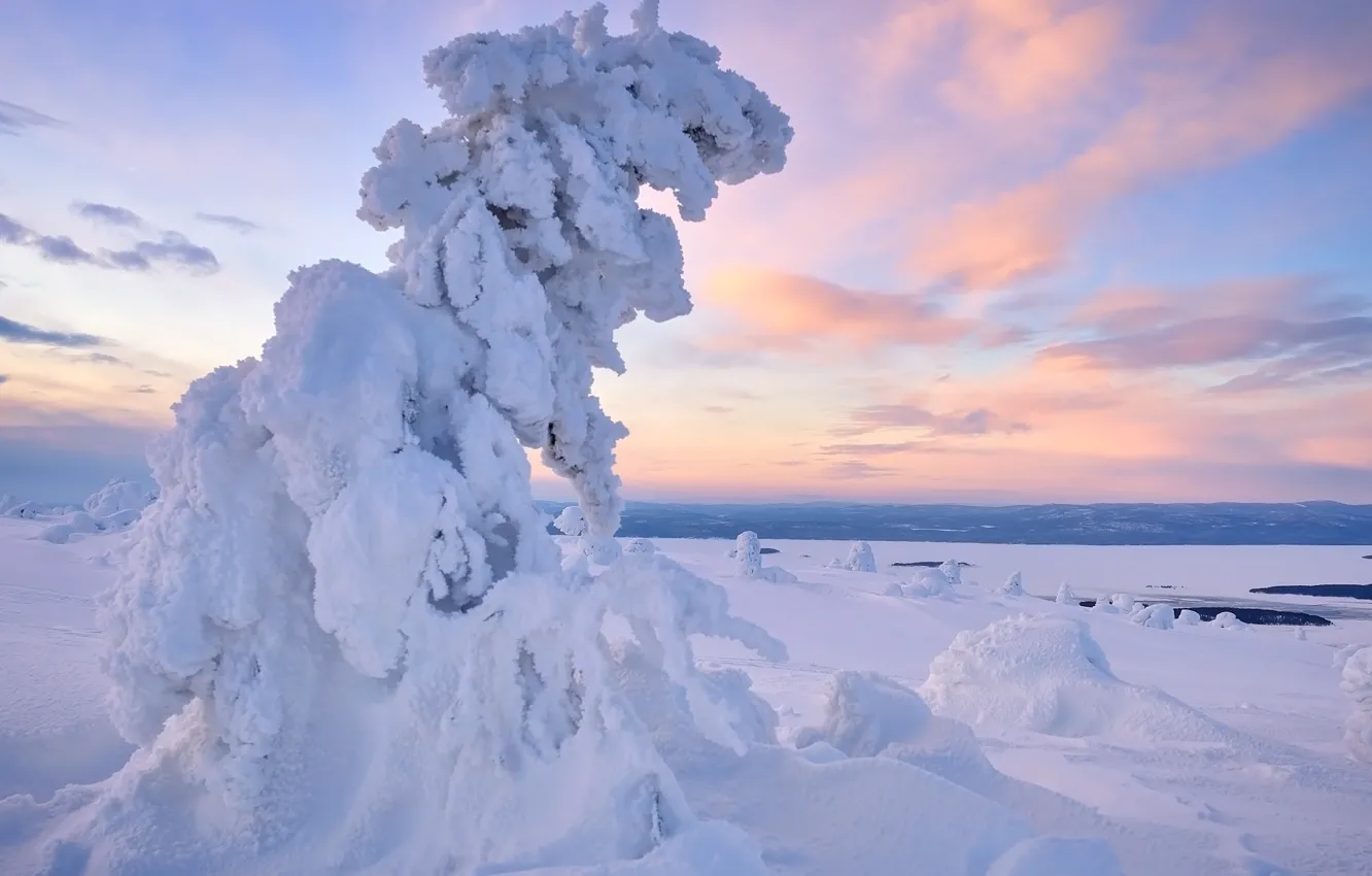 Wallpaper Zima, trees, Plants for mobile and desktop, section пейзажи ...