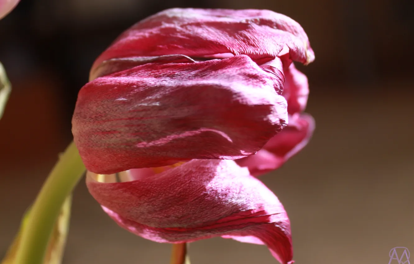 Wallpaper minimalism, tulips, faded for mobile and desktop, section ...