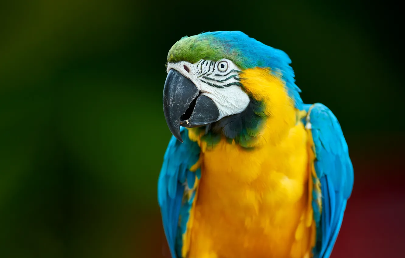 Wallpaper background, bird, parrot, Ara for mobile and desktop, section ...
