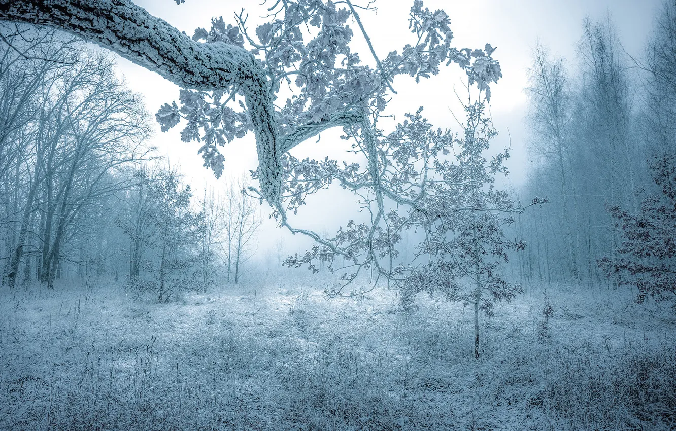 Wallpaper winter, frost, forest, snow, trees, nature for mobile and ...