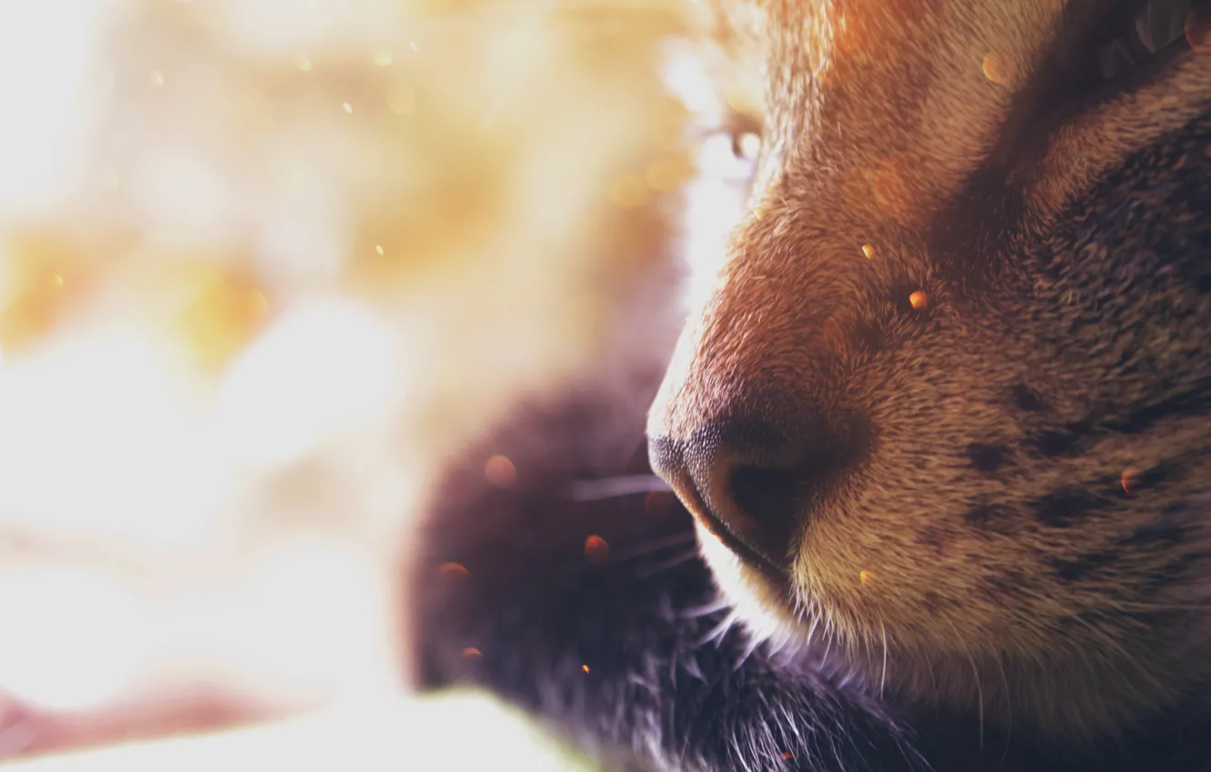 Wallpaper cat, cat, face, light, glare images for desktop, section ...