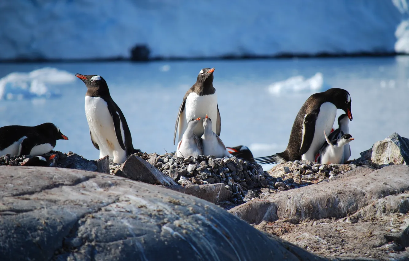 Wallpaper winter, water, light, birds, nature, stones, rocks, shore for mobile and desktop ...