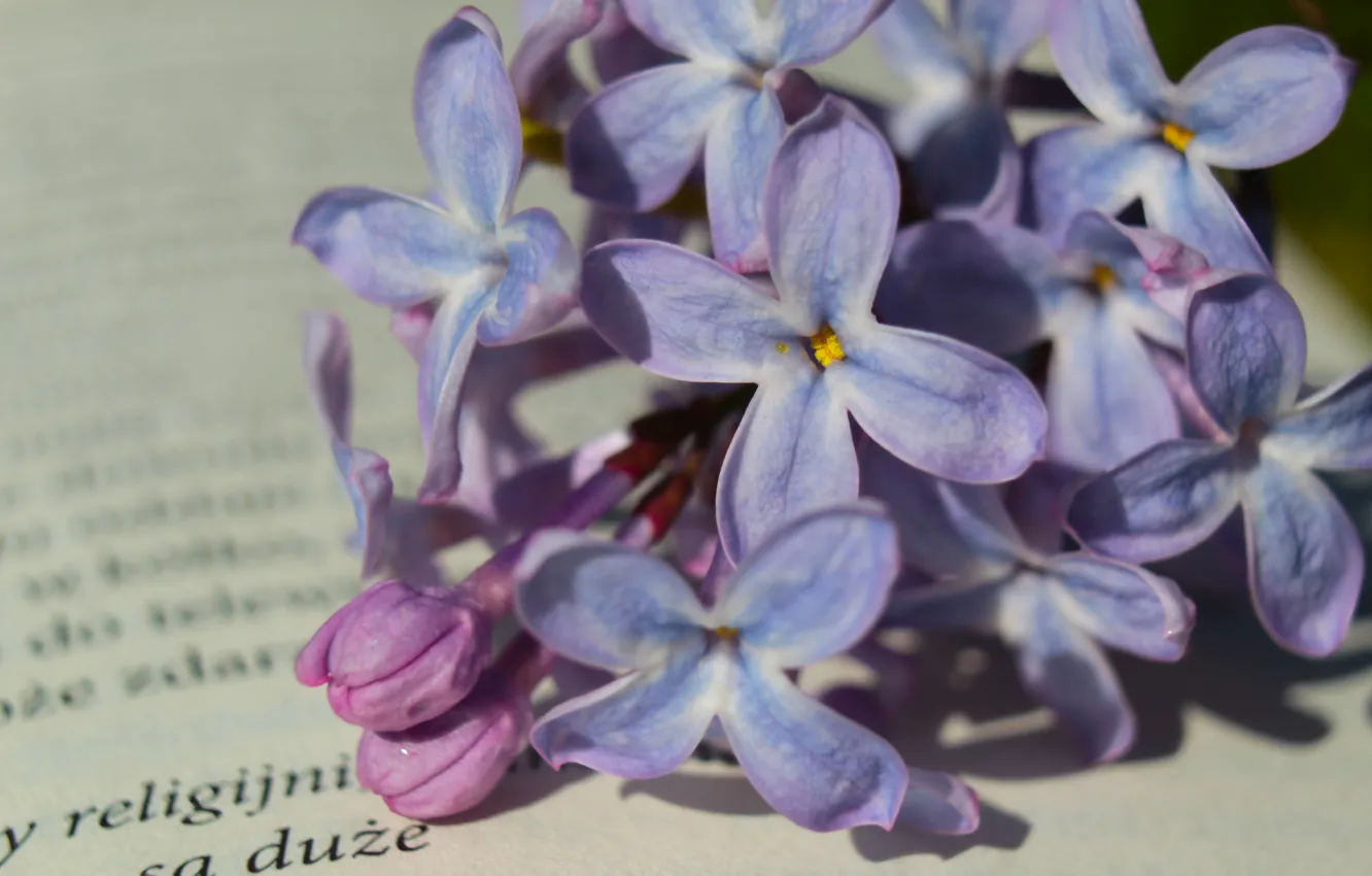 Wallpaper flower, spring, book, lilac for mobile and desktop, section ...