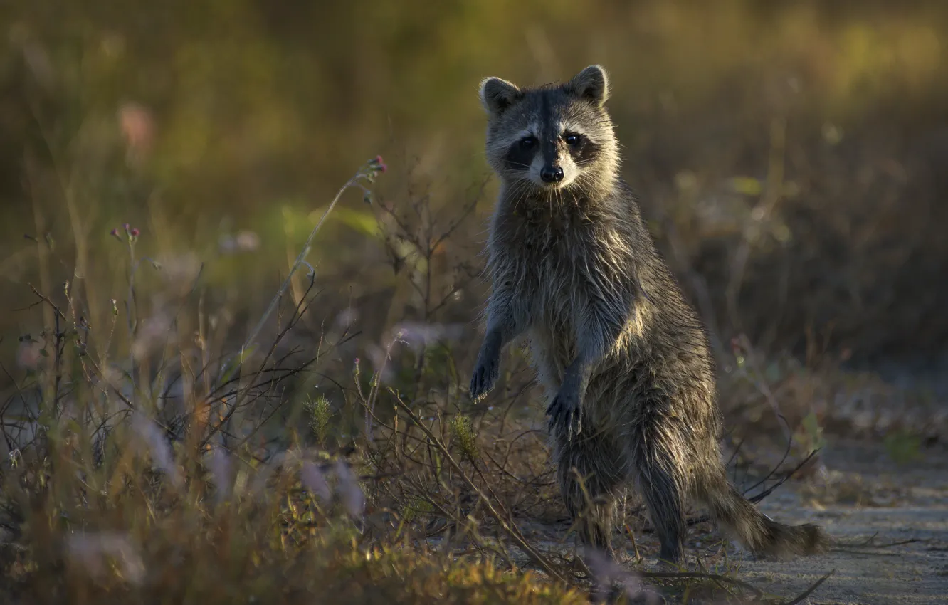 Wallpaper nature, paws, raccoon, stand for mobile and desktop, section ...