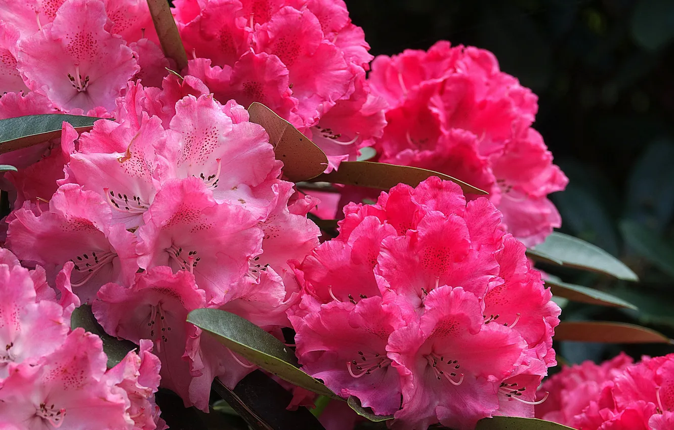 Wallpaper macro, pink, Azalea, rhododendrons for mobile and desktop ...
