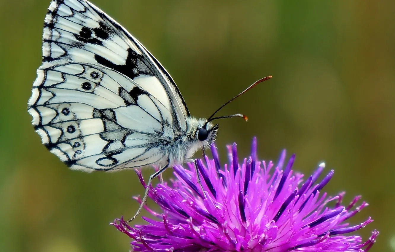 Wallpaper flower, butterfly, insect for mobile and desktop, section ...