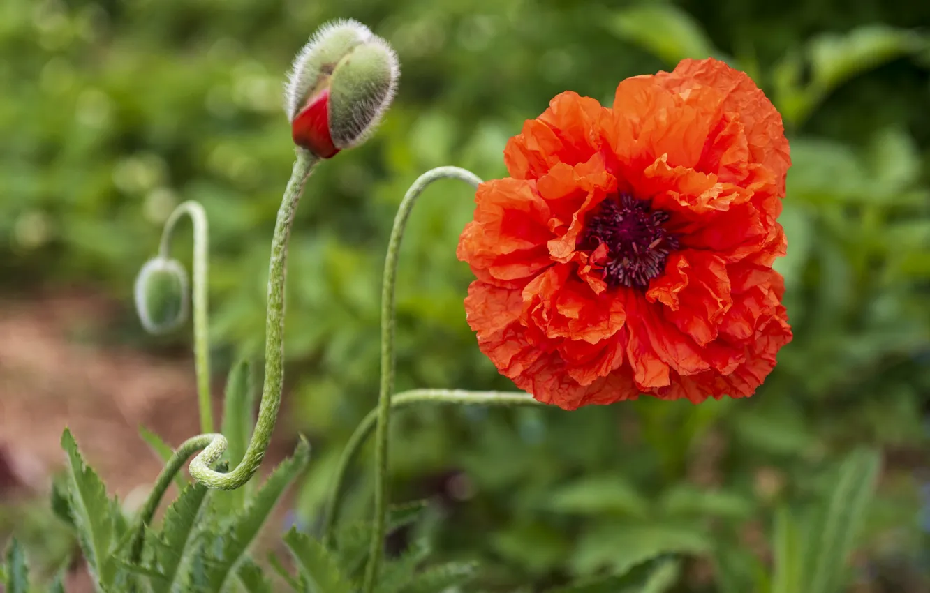 Wallpaper red, Mac, buds for mobile and desktop, section цветы ...