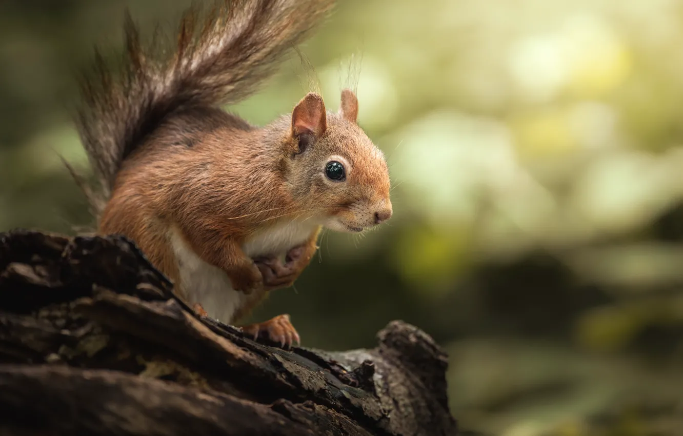 Wallpaper nature, pose, animal, protein, snag, animal, rodent for ...