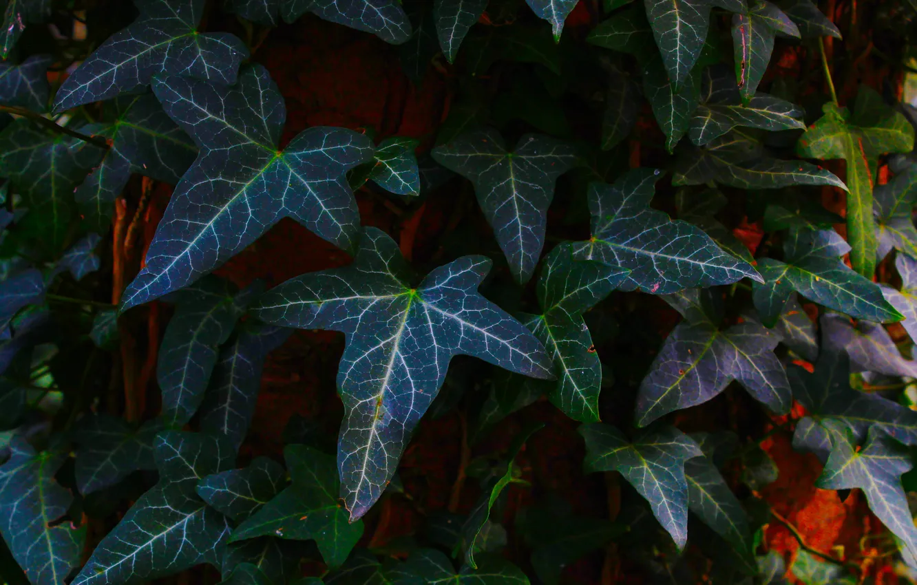 Wallpaper Ivy, leaf, plant for mobile and desktop, section природа ...