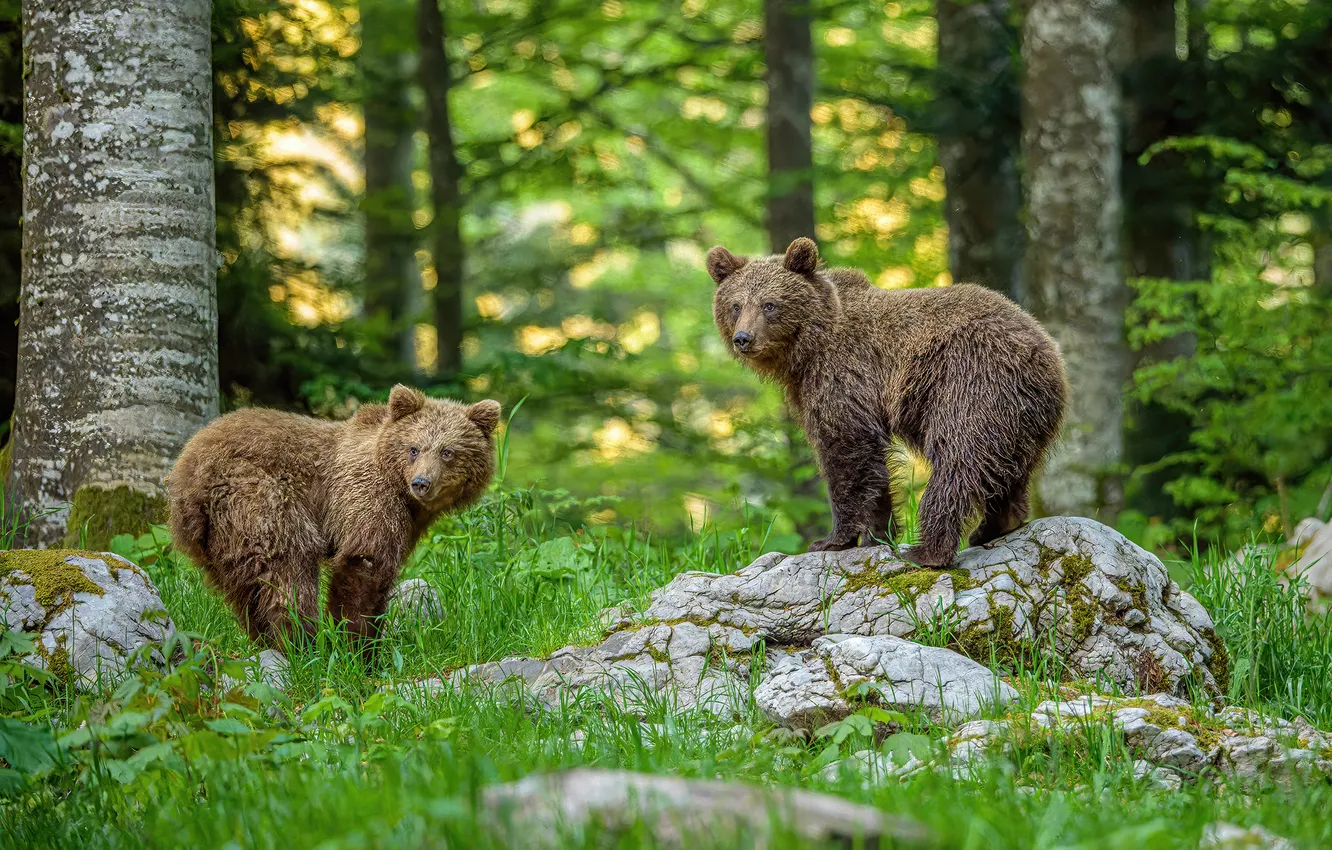 Wallpaper forest, summer, bear for mobile and desktop, section животные ...