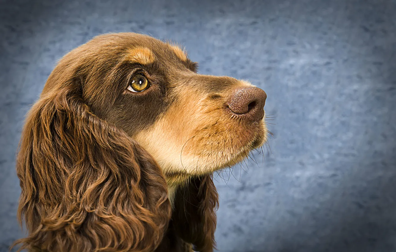 Wallpaper look, pose, portrait, dog, profile, grey background, face ...