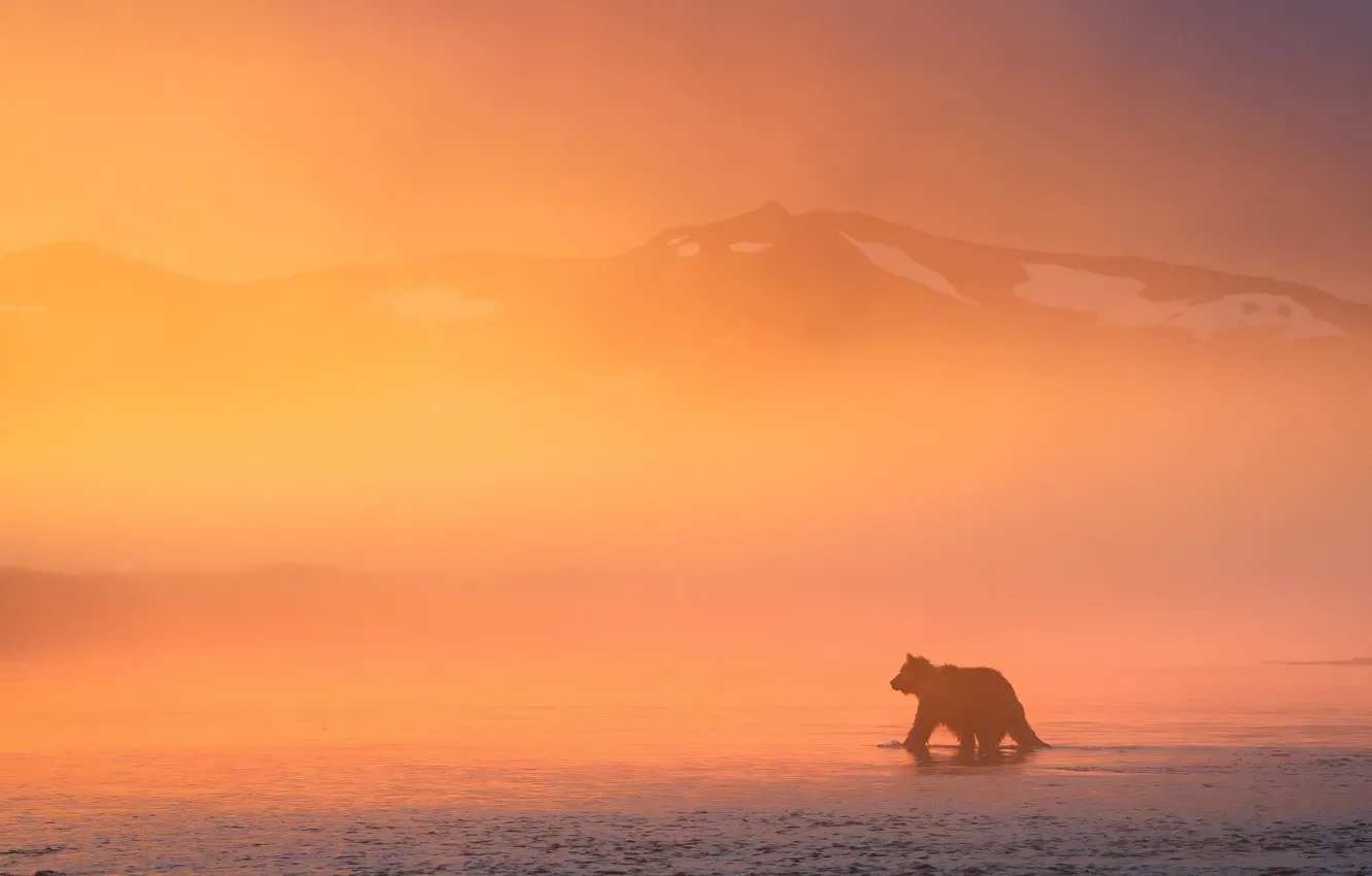 Wallpaper nature, fog, bear for mobile and desktop, section животные ...