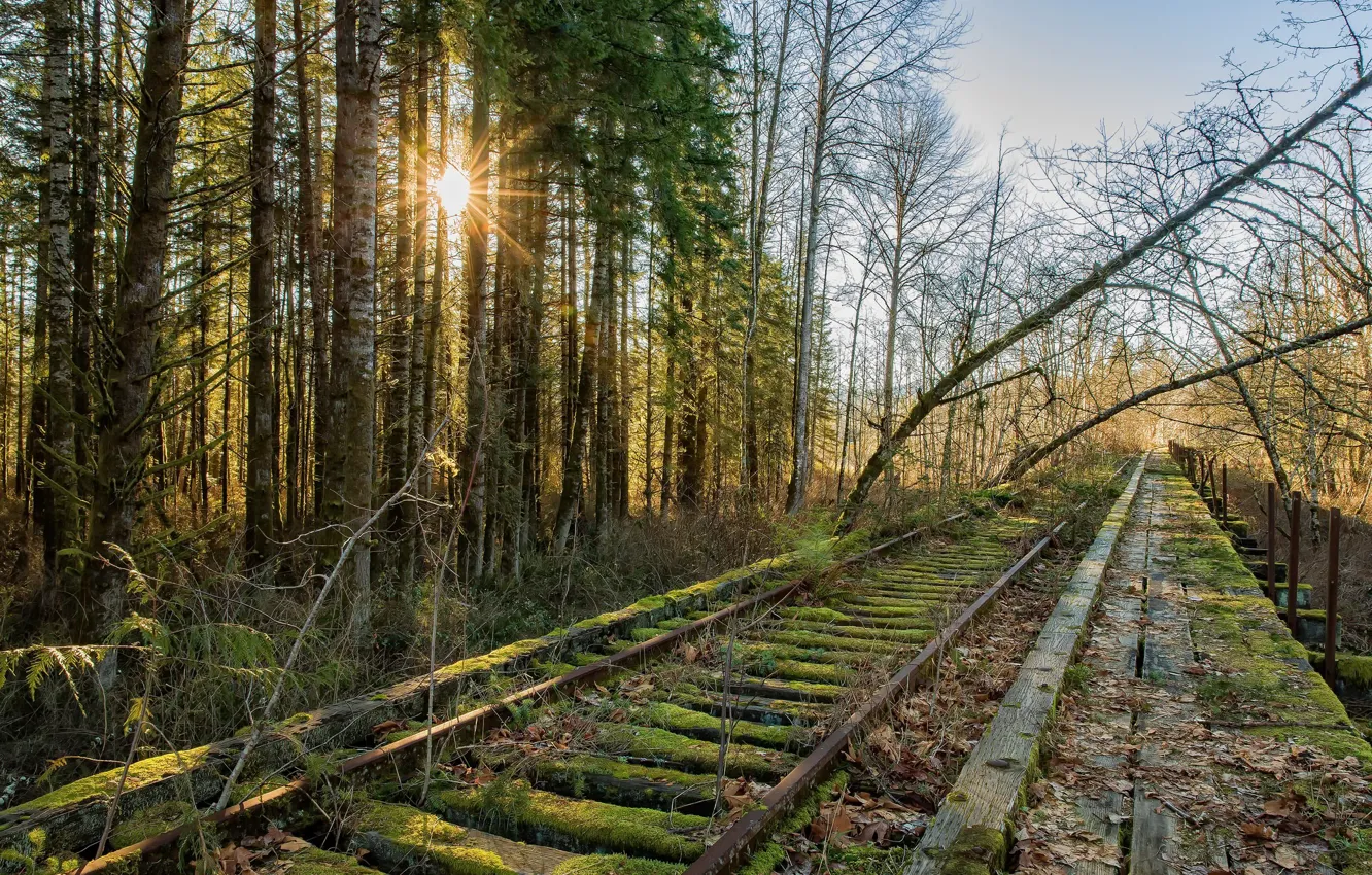 Wallpaper forest, nature, railroad for mobile and desktop, section ...