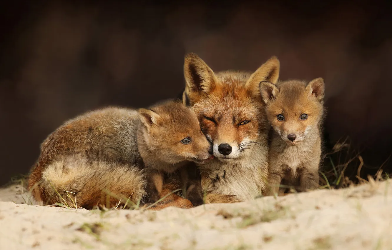 Wallpaper baby, Fox, Fox, face, trio, mom, Fox, two Fox for mobile and ...