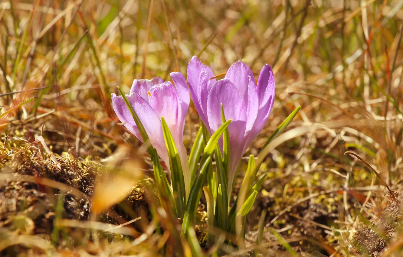 Wallpaper flower, spring, Crocus for mobile and desktop, section ...