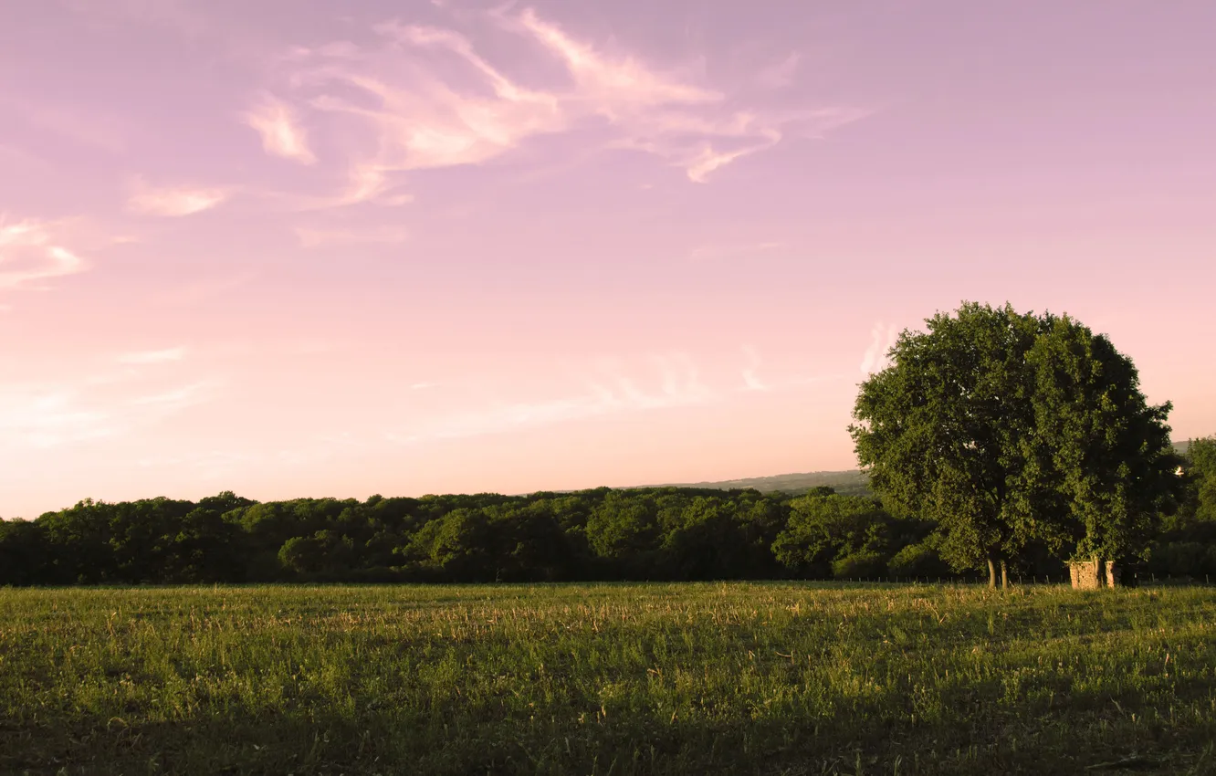 Wallpaper field, forest, trees for mobile and desktop, section пейзажи ...