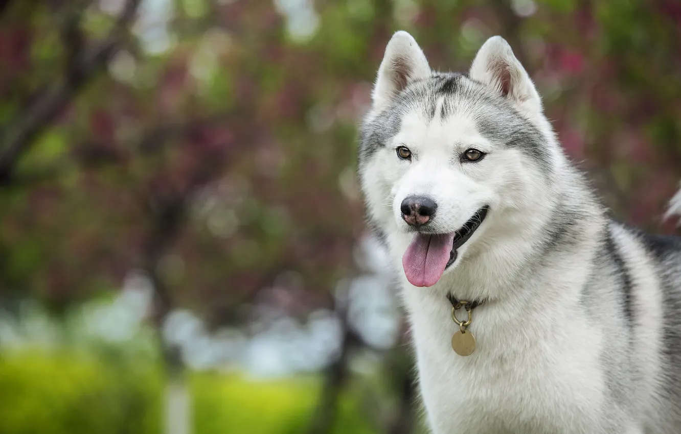 Wallpaper look, nature, pose, dog, face, husky for mobile and desktop ...