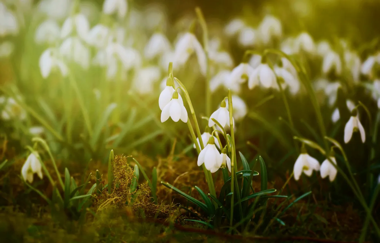 Wallpaper flowers, nature, background, glade, spring, snowdrops, gentle ...
