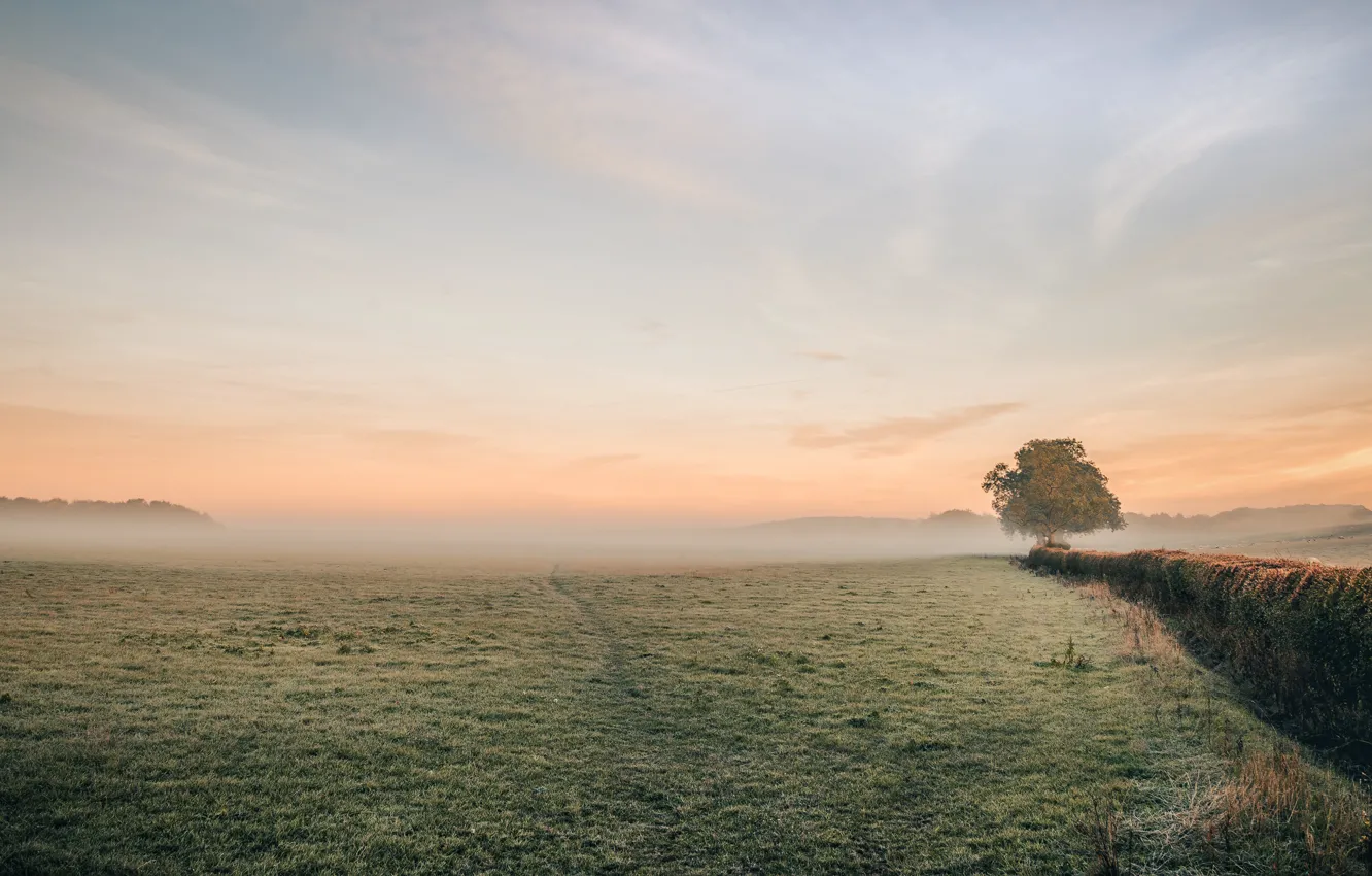 Wallpaper field, the sky, tree, space for mobile and desktop, section ...