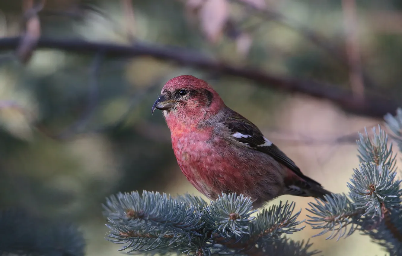 Wallpaper branches, bird, needles, Klest for mobile and desktop ...