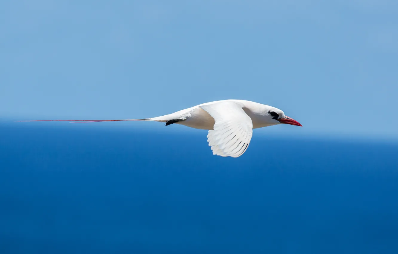 Wallpaper ocean, bird, red-tailed tropicbird for mobile and desktop ...