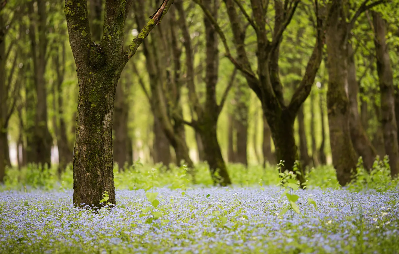 Wallpaper forest, trees, flowers, nature, spring for mobile and desktop ...