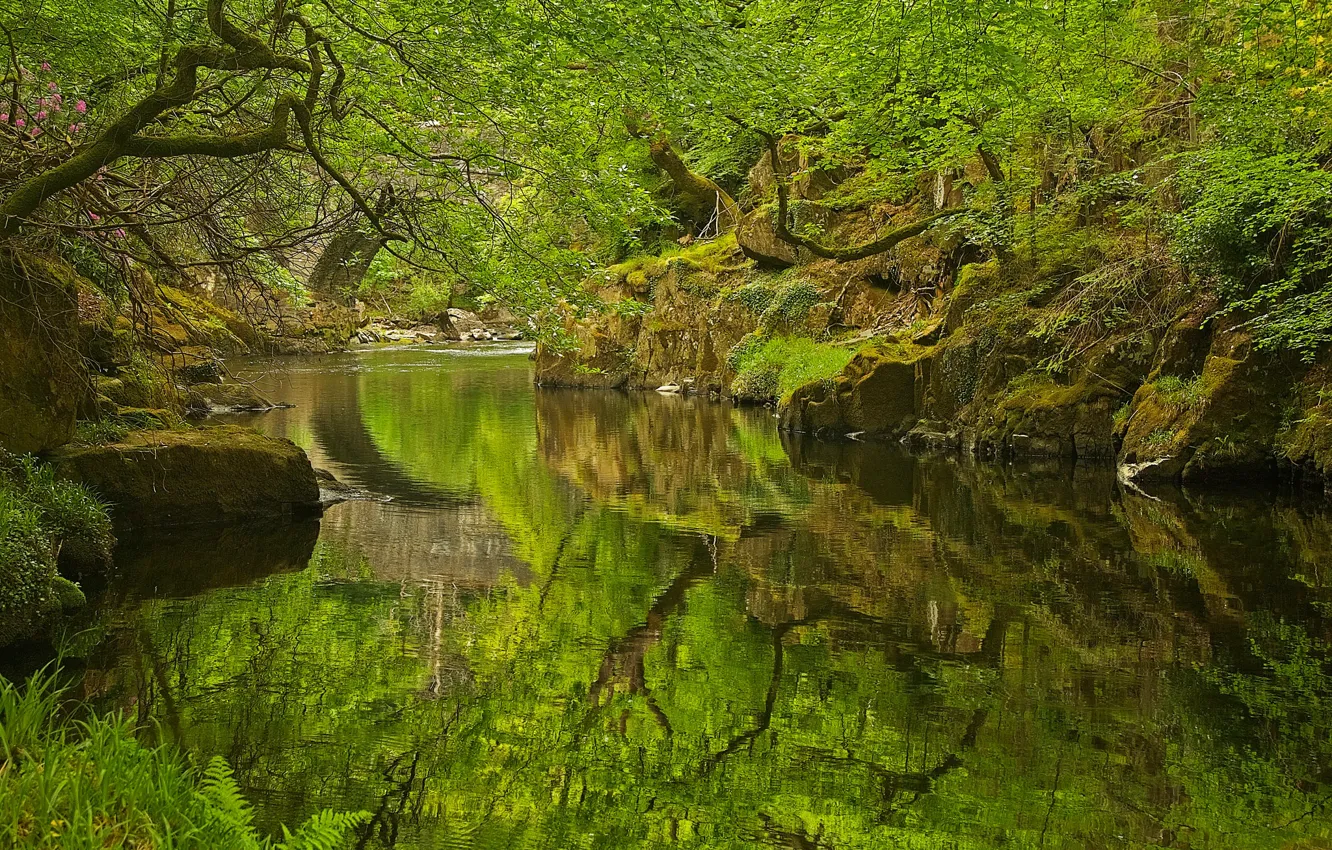 Wallpaper forest, trees, river, rocks, Wales, Nantmor for mobile and ...