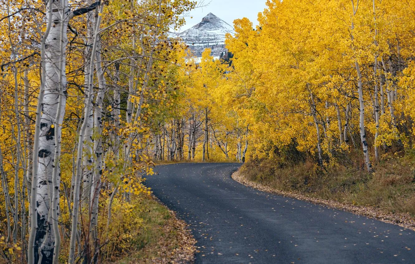 Wallpaper road, autumn, forest for mobile and desktop, section природа ...