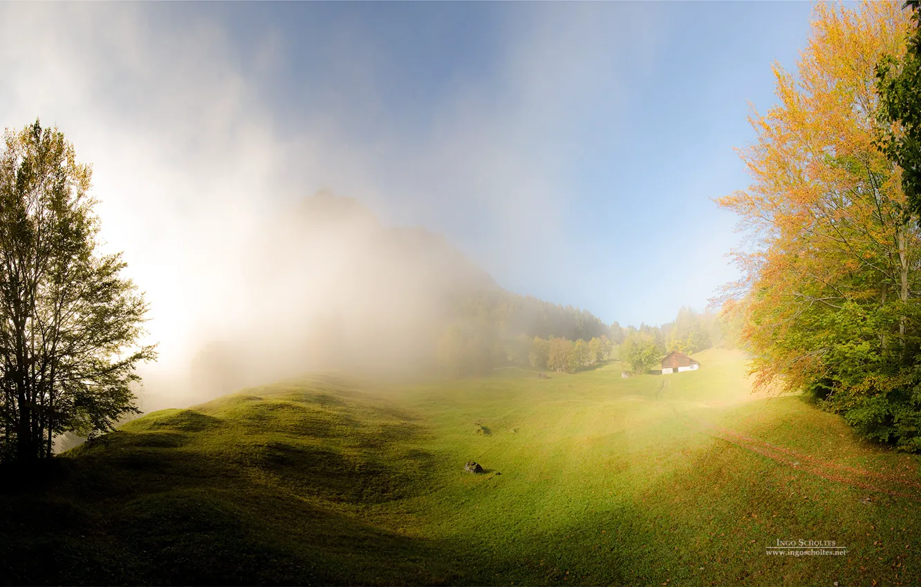 Wallpaper trees, nature, fog images for desktop, section природа - download