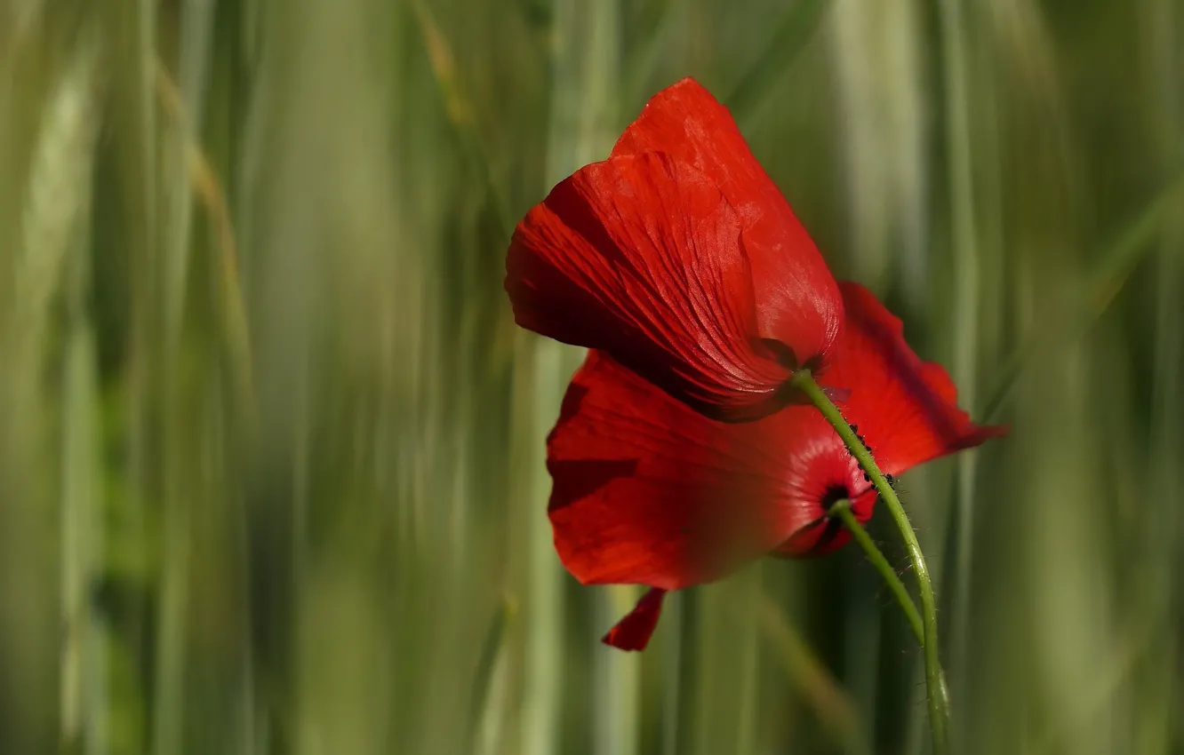 Wallpaper flowers, red, Mac, rye, Maki, petals, spikelets, ears for ...