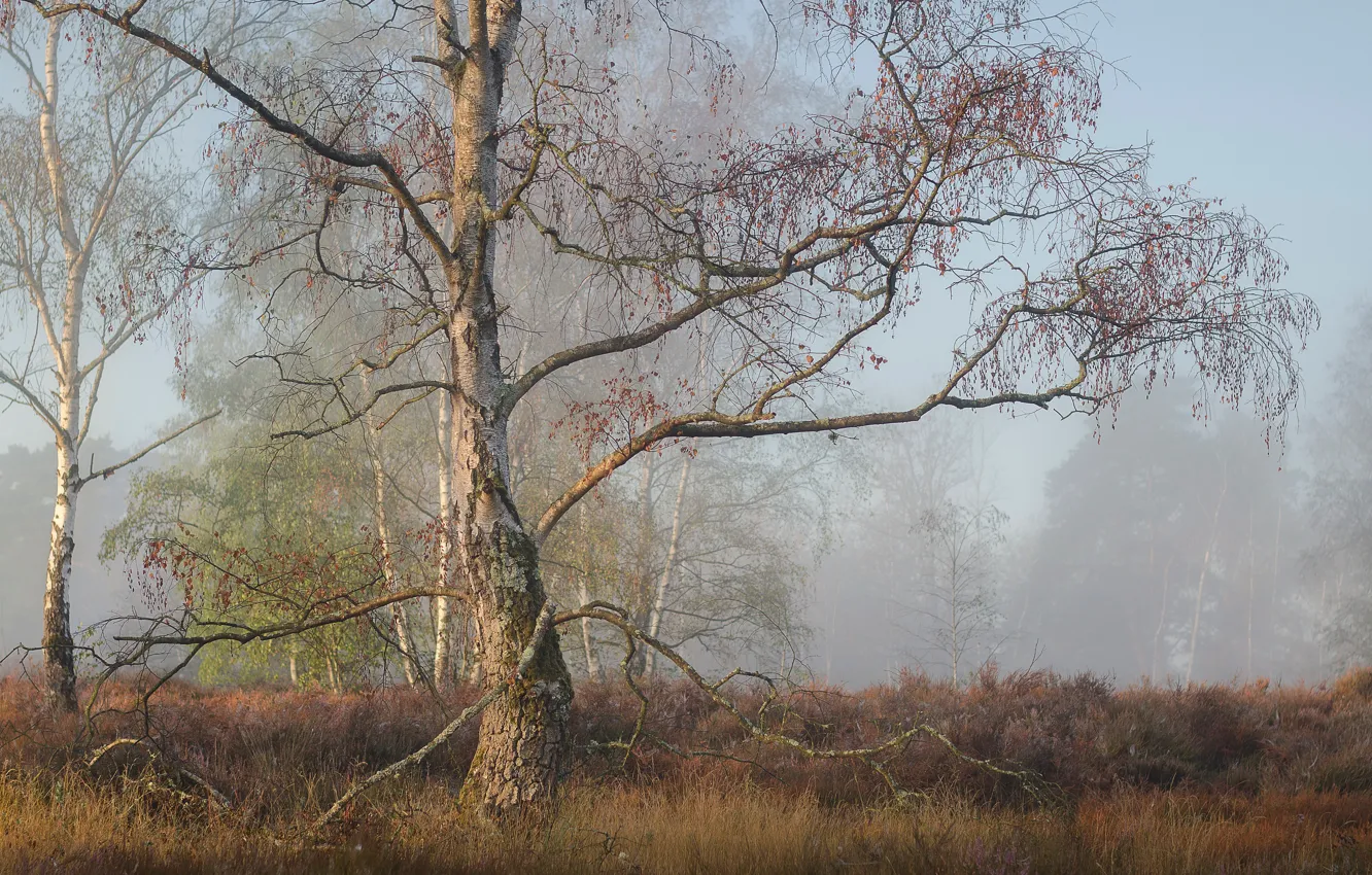 Wallpaper nature, fog, tree for mobile and desktop, section природа ...