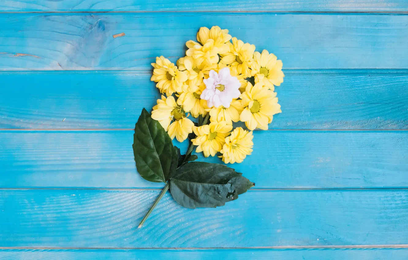 Wallpaper flowers, background, yellow, chrysanthemum, yellow, wood ...