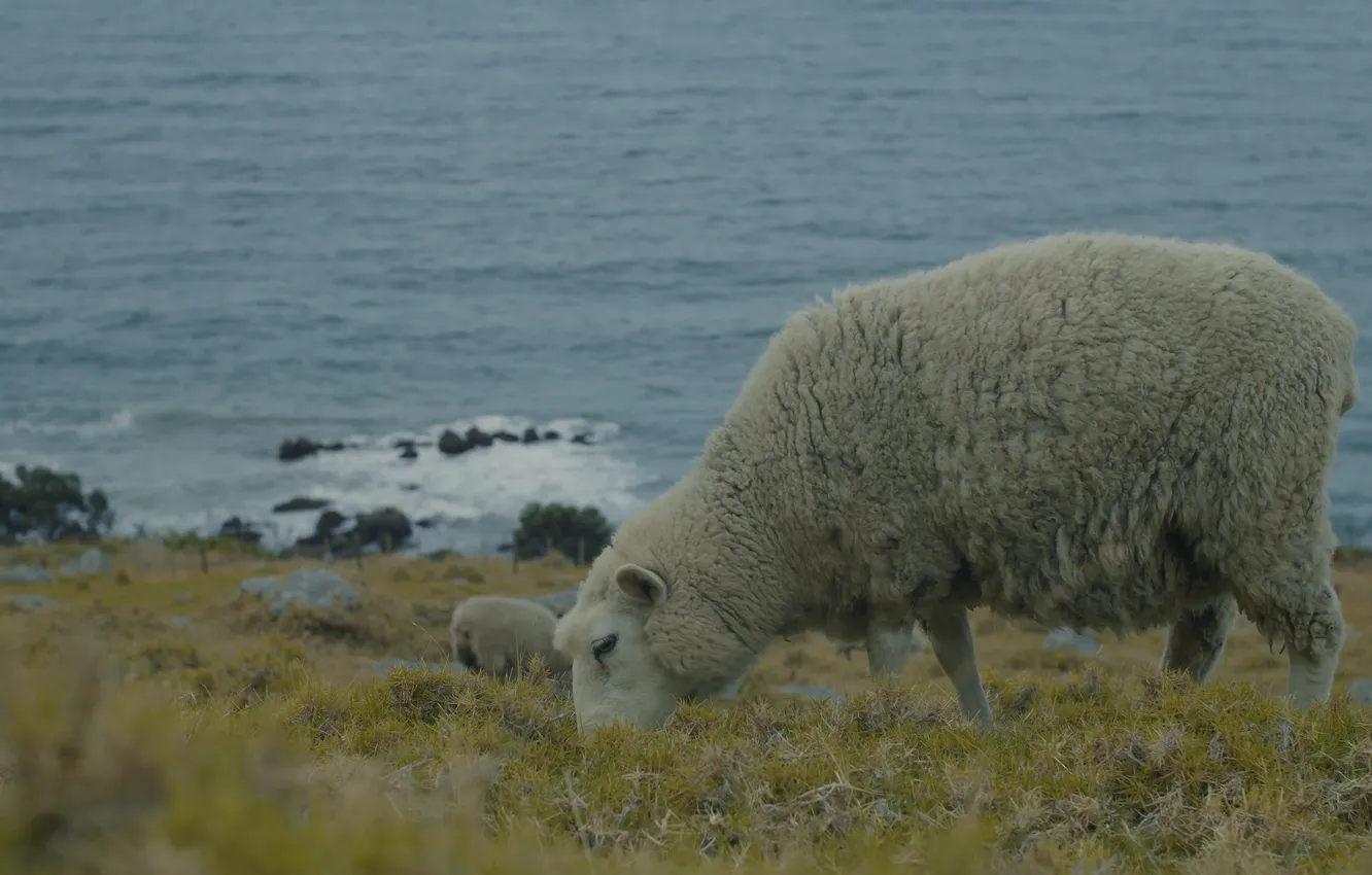 Wallpaper nature, sheep, 8K for mobile and desktop, section животные ...