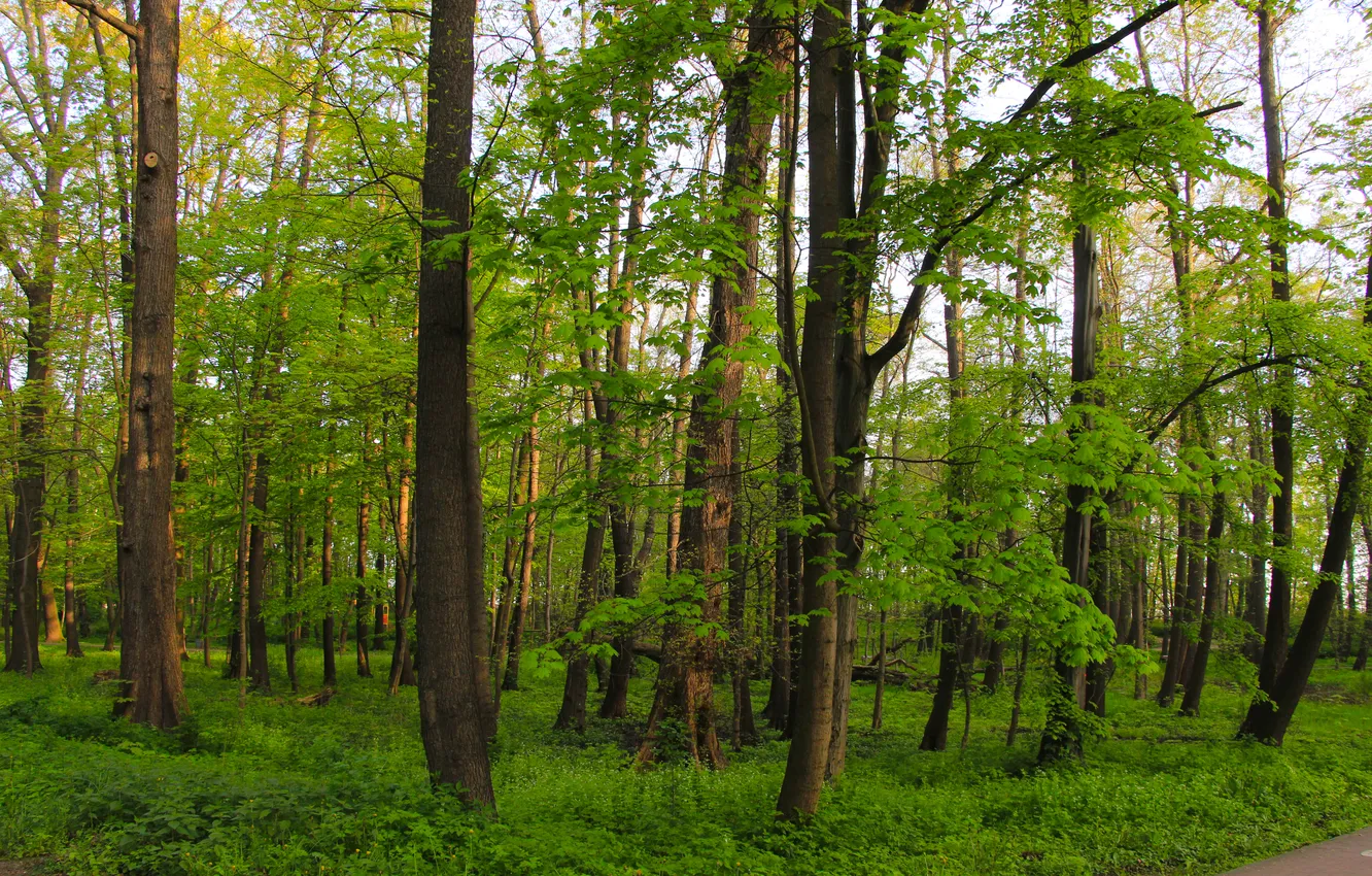 Wallpaper green, forest, trees, park for mobile and desktop, section пейзажи, resolution ...