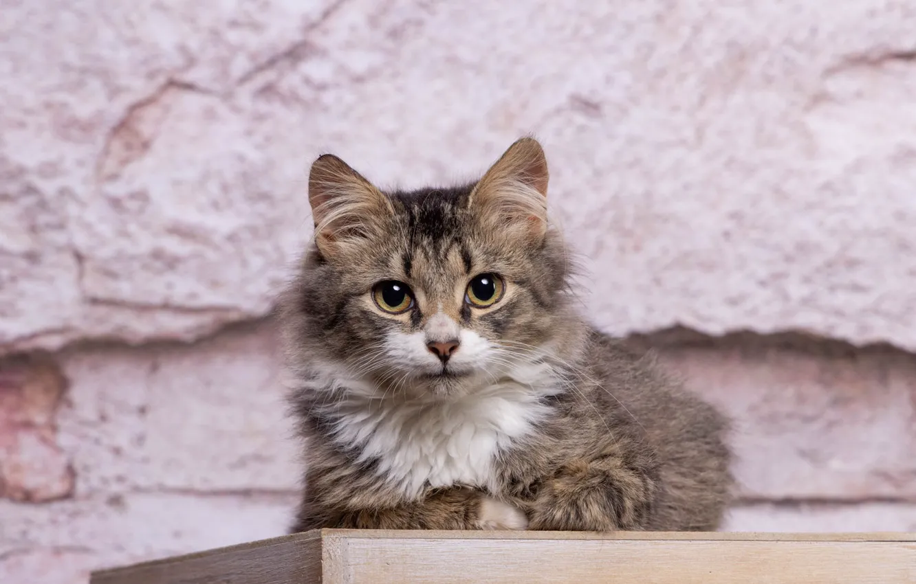 Wallpaper cat, look, kitty, portrait, lies, box, face for mobile and ...