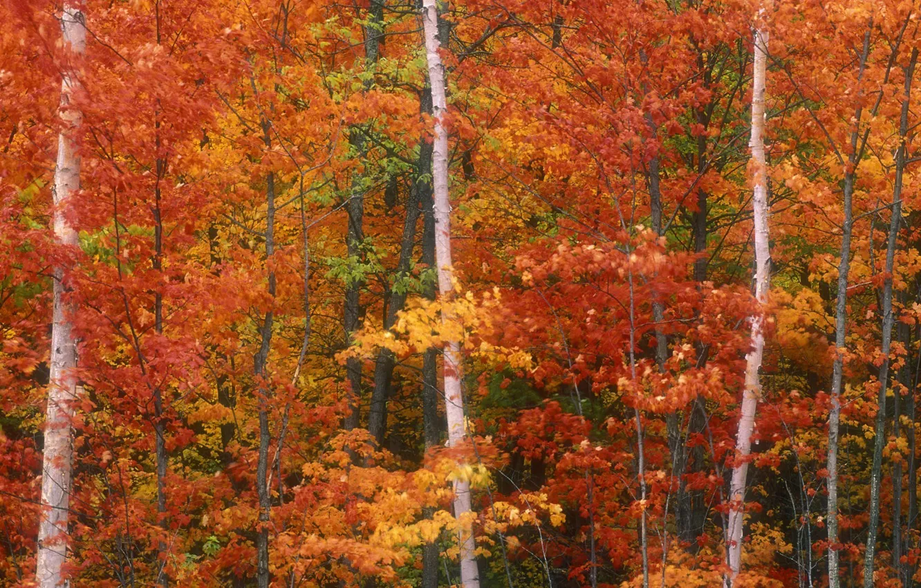 Wallpaper trees, autumn, foliage for mobile and desktop, section ...